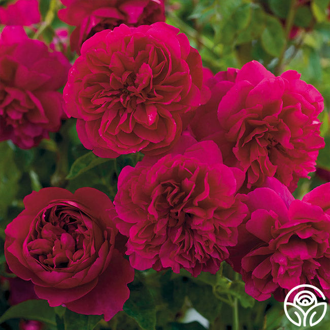 Thomas Ã Becket English Shrub Rose | Fragrant Rose Bush – Heirloom Roses