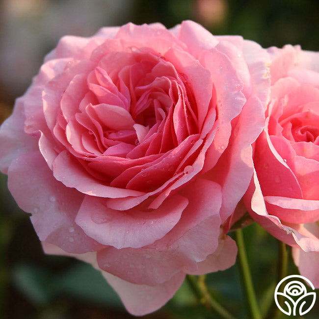 Thornbury Castle™ | Pink English Legend Rose Bush – Heirloom Roses