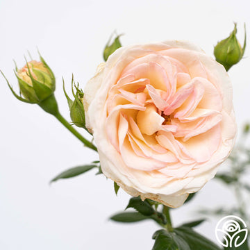 Top Cream™ – Heirloom Roses