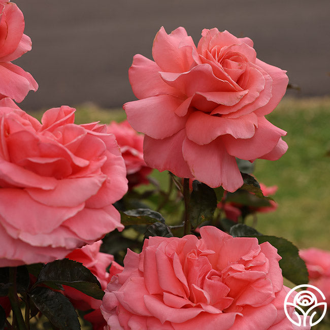 Touch of Class Hybrid Tea Rose | Fragrant Rose Plant – Heirloom Roses