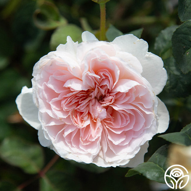 Tranquility Rose - Shrub - Very Fragrant – Heirloom Roses
