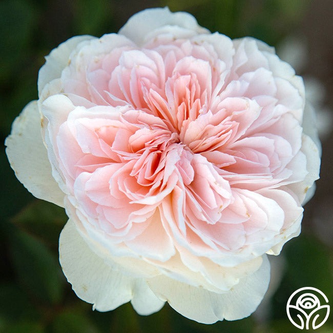 Tranquility Rose - Shrub - Very Fragrant – Heirloom Roses