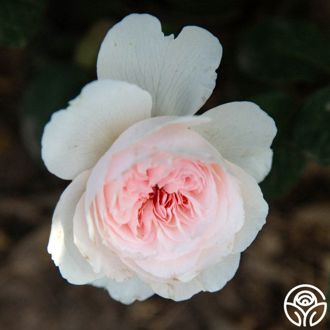 Tranquility Rose - Shrub - Very Fragrant – Heirloom Roses