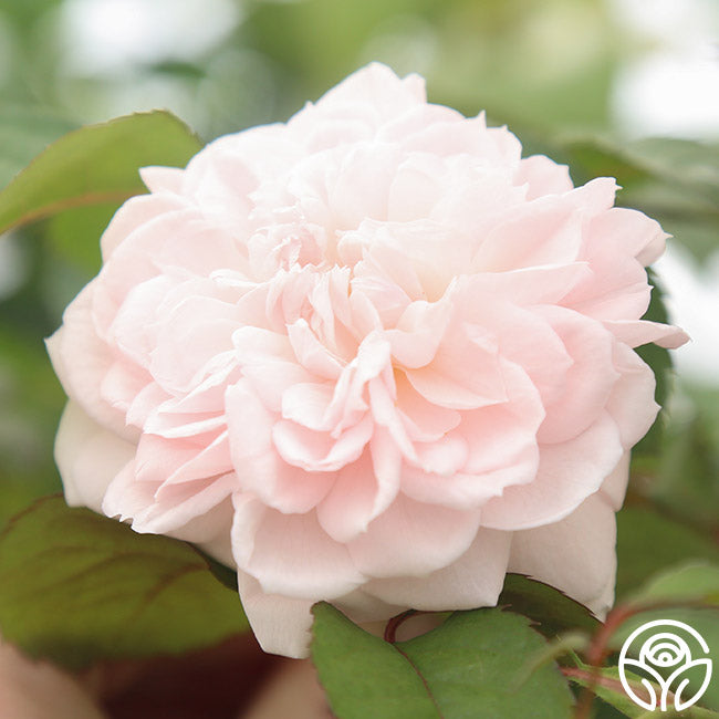Tranquility Rose - Shrub - Very Fragrant – Heirloom Roses