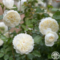 Tranquillity Rose - David Austin - Lightly Fragrant – Heirloom Roses