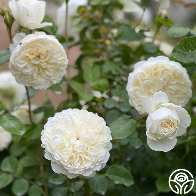 Tranquillity Rose - David Austin - Lightly Fragrant – Heirloom Roses