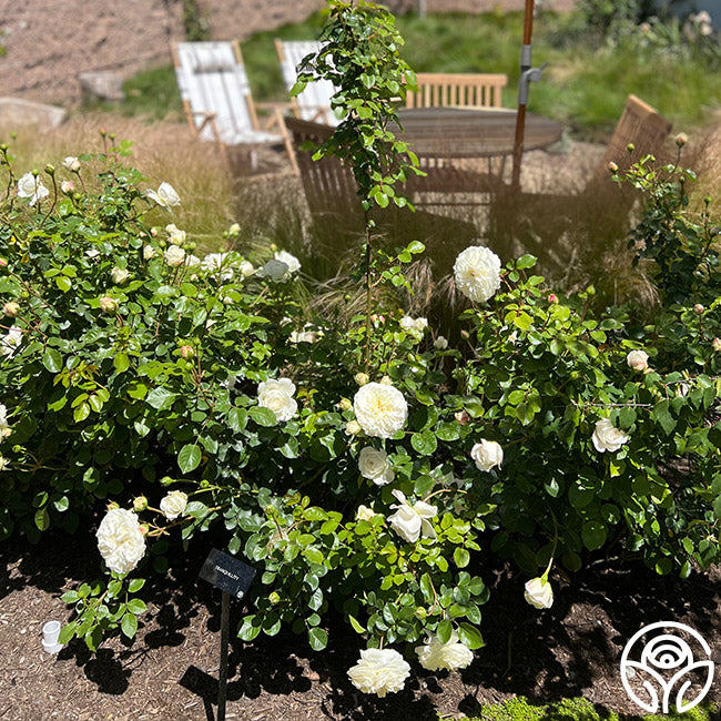 Tranquillity Rose - David Austin - Lightly Fragrant – Heirloom Roses