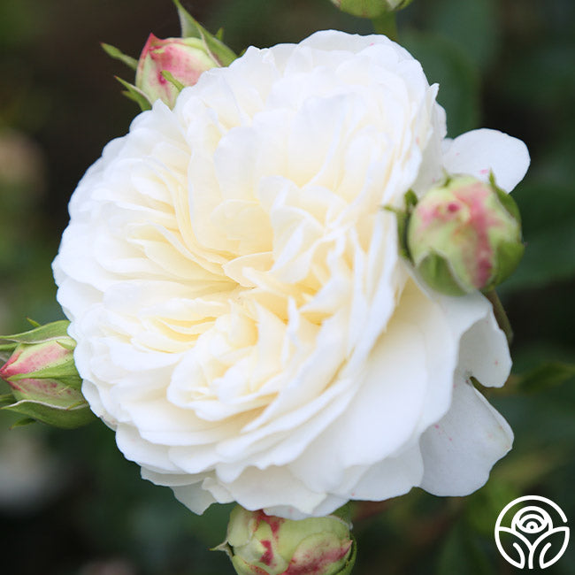 Tranquillity Rose - David Austin - Lightly Fragrant – Heirloom Roses