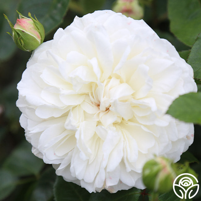 Tranquillity Rose - David Austin - Lightly Fragrant – Heirloom Roses