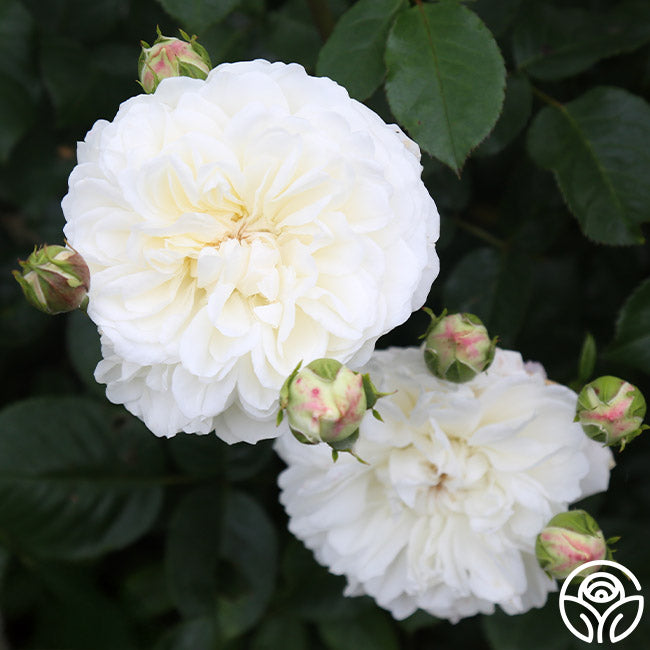 Tranquillity Rose - David Austin - Lightly Fragrant – Heirloom Roses
