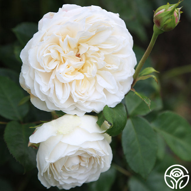Tranquillity Rose - David Austin - Lightly Fragrant – Heirloom Roses