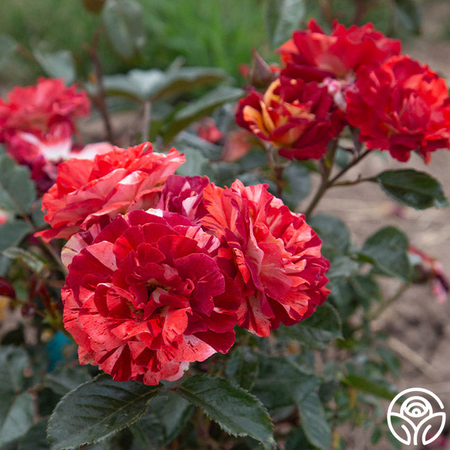 Tropical Lightning – Heirloom Roses