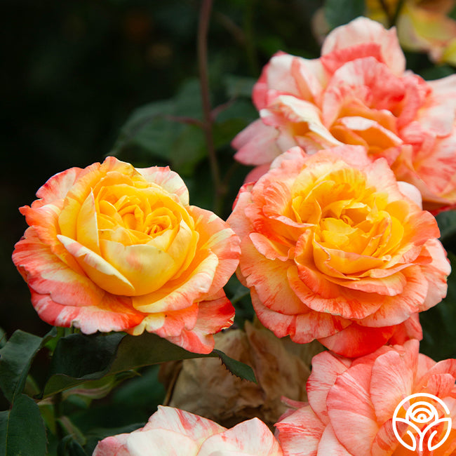 Tropical Sunset Rose - Hybrid Tea - Lightly Fragrant – Heirloom Roses