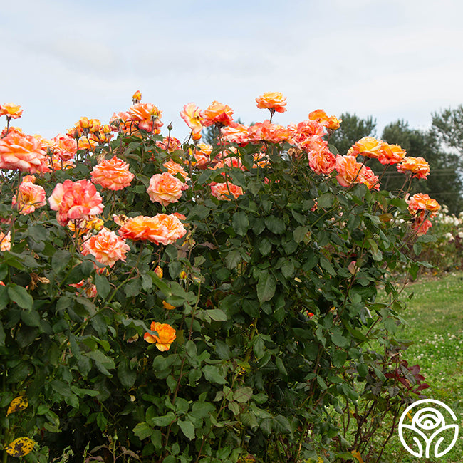 Tropical Sunset Rose - Hybrid Tea - Lightly Fragrant – Heirloom Roses