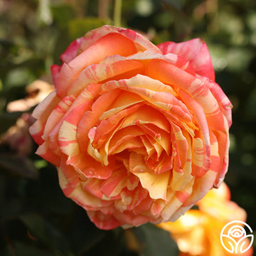 Tropical Sunset Rose - Hybrid Tea - Lightly Fragrant – Heirloom Roses