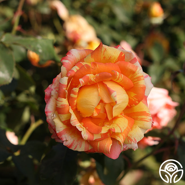 Tropical Sunset Rose - Hybrid Tea - Lightly Fragrant – Heirloom Roses