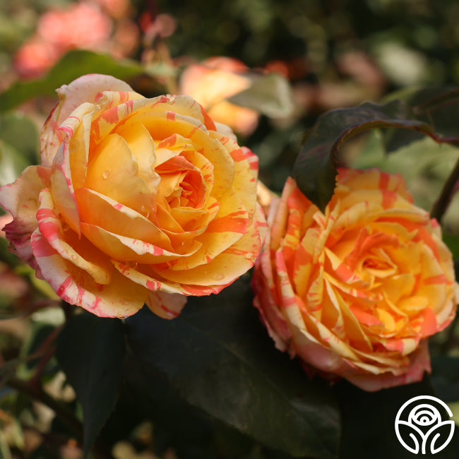 Tropical Sunset Rose - Hybrid Tea - Lightly Fragrant – Heirloom Roses