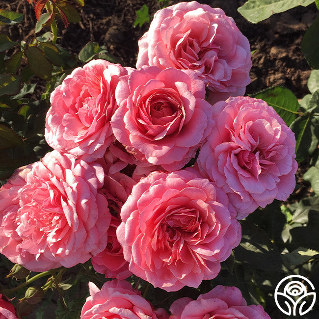 Roses, Rose Bushes, Rose Gardening, Rose Plants | Heirloom Roses