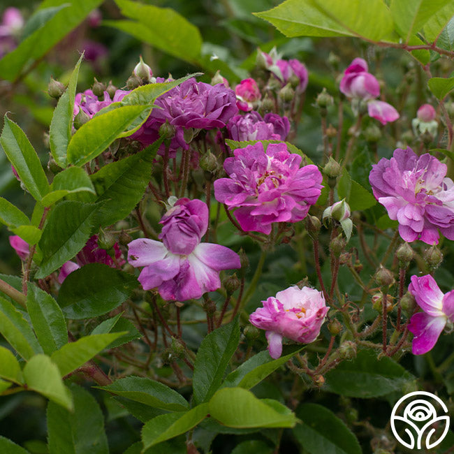 Veilchenblau Rose - Rambling Rose - Very Fragrant – Heirloom Roses