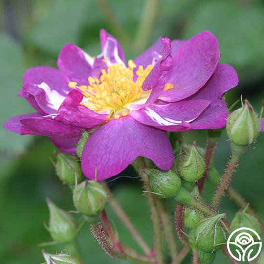 Veilchenblau Rose - Rambling Rose - Very Fragrant – Heirloom Roses