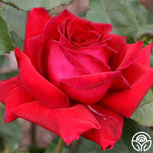 Velvet Fragrance – Heirloom Roses