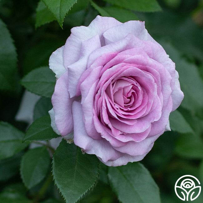 Violet's Pride Rose - Floribunda - Very Fragrant – Heirloom Roses