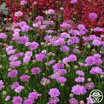 Vivid Violet – Heirloom Roses