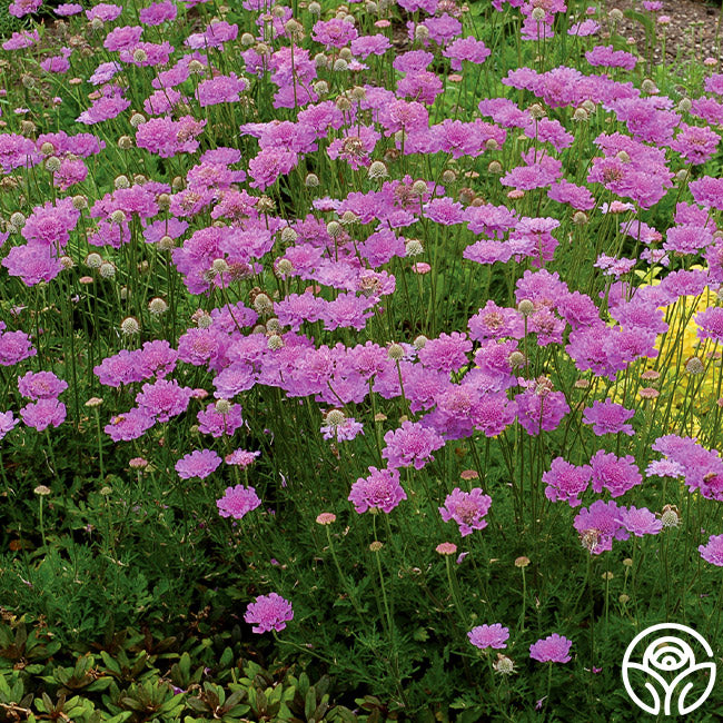 Vivid Violet – Heirloom Roses