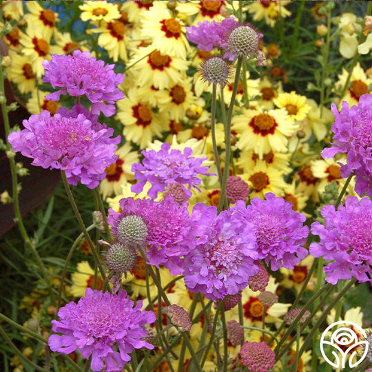 Vivid Violet – Heirloom Roses