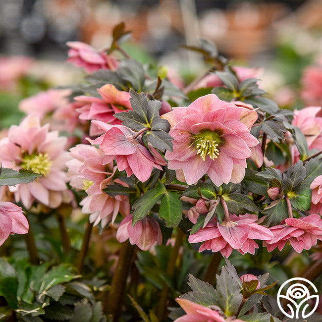 Wedding Party® Mother of the Bride – Heirloom Roses