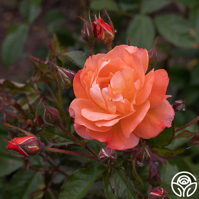 Shade-Tolerant Roses – Heirloom Roses