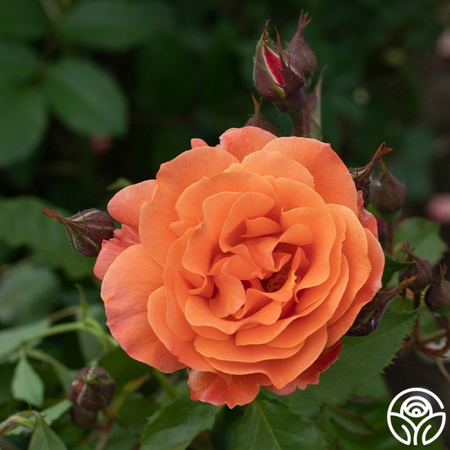 Shade-Tolerant Roses – Heirloom Roses