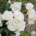 White Meidiland Rose - Landscape - – Heirloom Roses