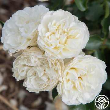 White Meidiland Rose - Landscape - – Heirloom Roses