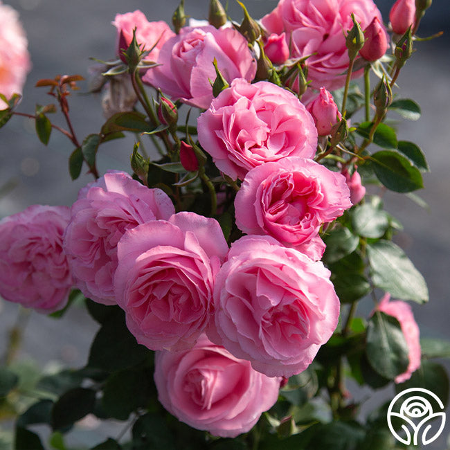 William P.J. Mccarthy™ – Heirloom Roses