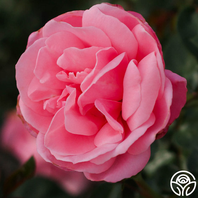 William P.J. Mccarthy™ – Heirloom Roses