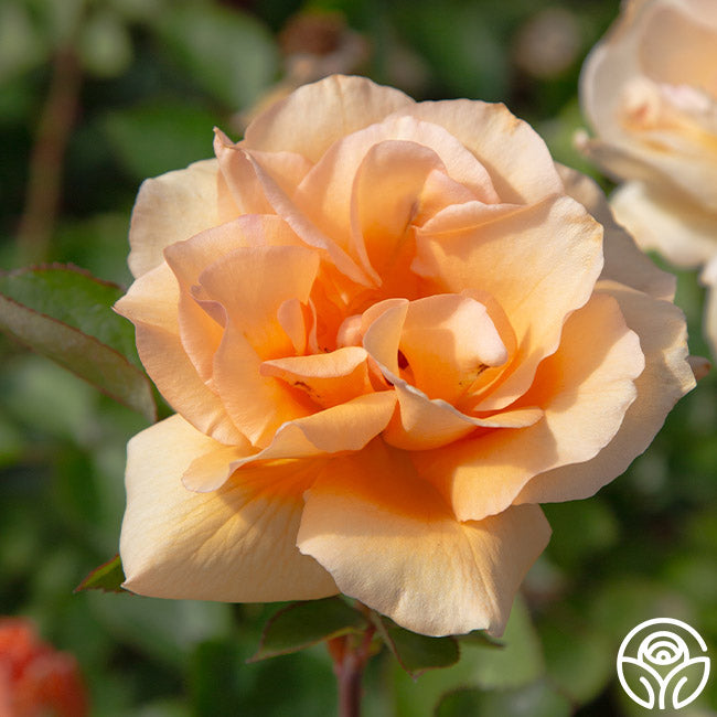 Winter Sunset Rose - Hardy - Lightly Fragrant – Heirloom Roses