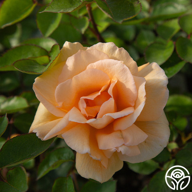 Winter Sunset Rose - Hardy - Lightly Fragrant – Heirloom Roses