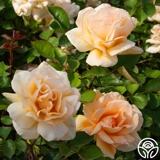 Winter Sunset Rose - Hardy - Lightly Fragrant – Heirloom Roses