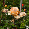Winter Sunset Rose - Hardy - Lightly Fragrant – Heirloom Roses