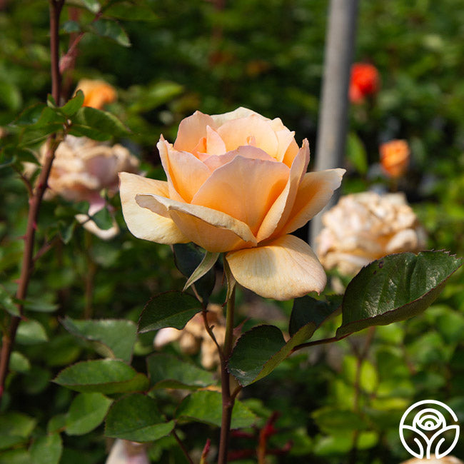 Winter Sunset Rose - Hardy - Lightly Fragrant – Heirloom Roses