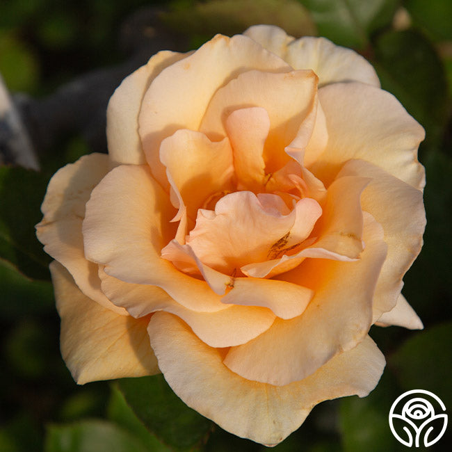 Winter Sunset Rose - Hardy - Lightly Fragrant – Heirloom Roses