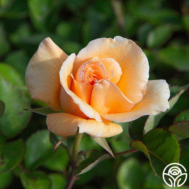 Winter Sunset Rose - Hardy - Lightly Fragrant – Heirloom Roses
