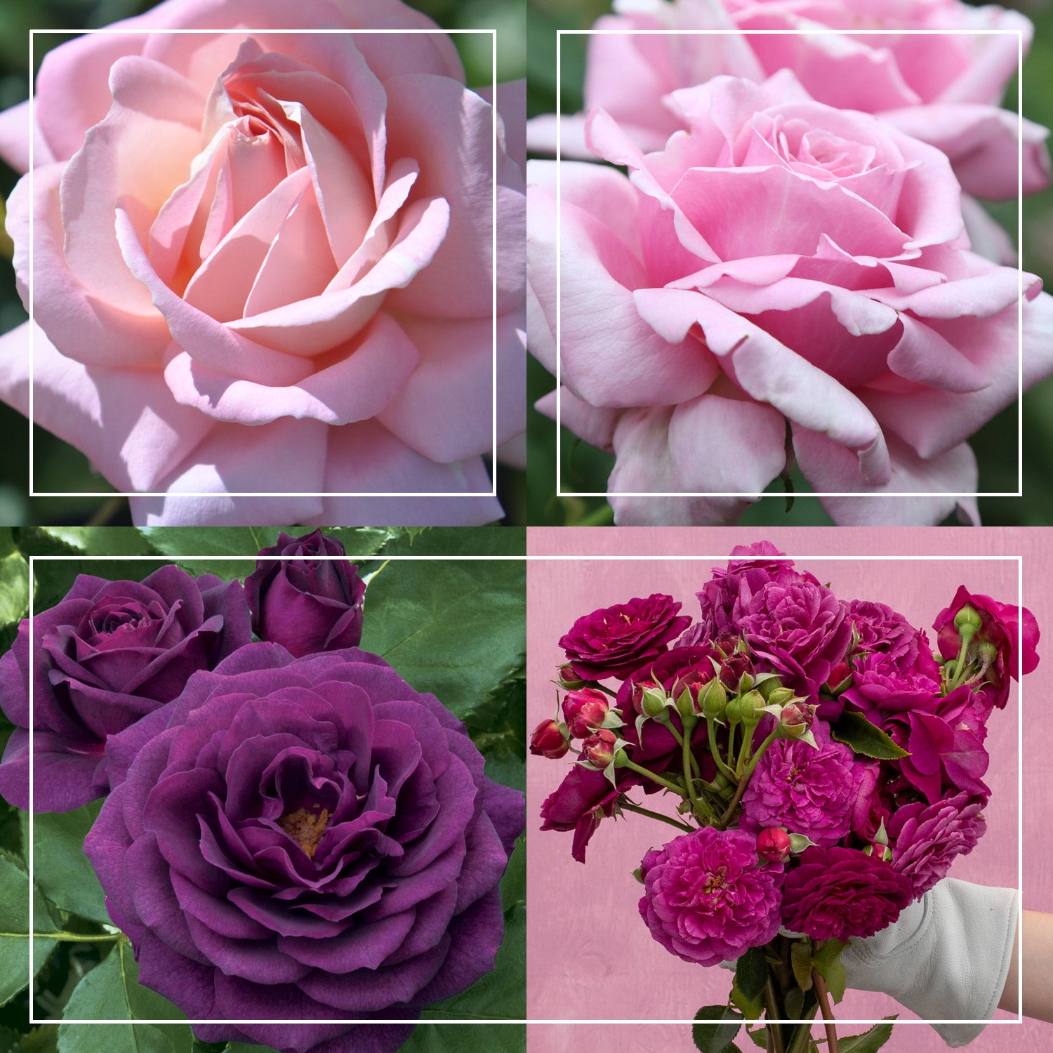 Fragrant Favorites Collection II – Heirloom Roses