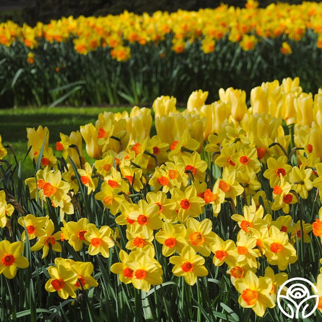 Red Devon | Daffodil Flower – Heirloom Roses