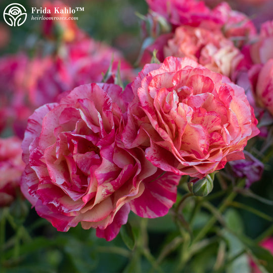 Shade-Tolerant Collection – Heirloom Roses