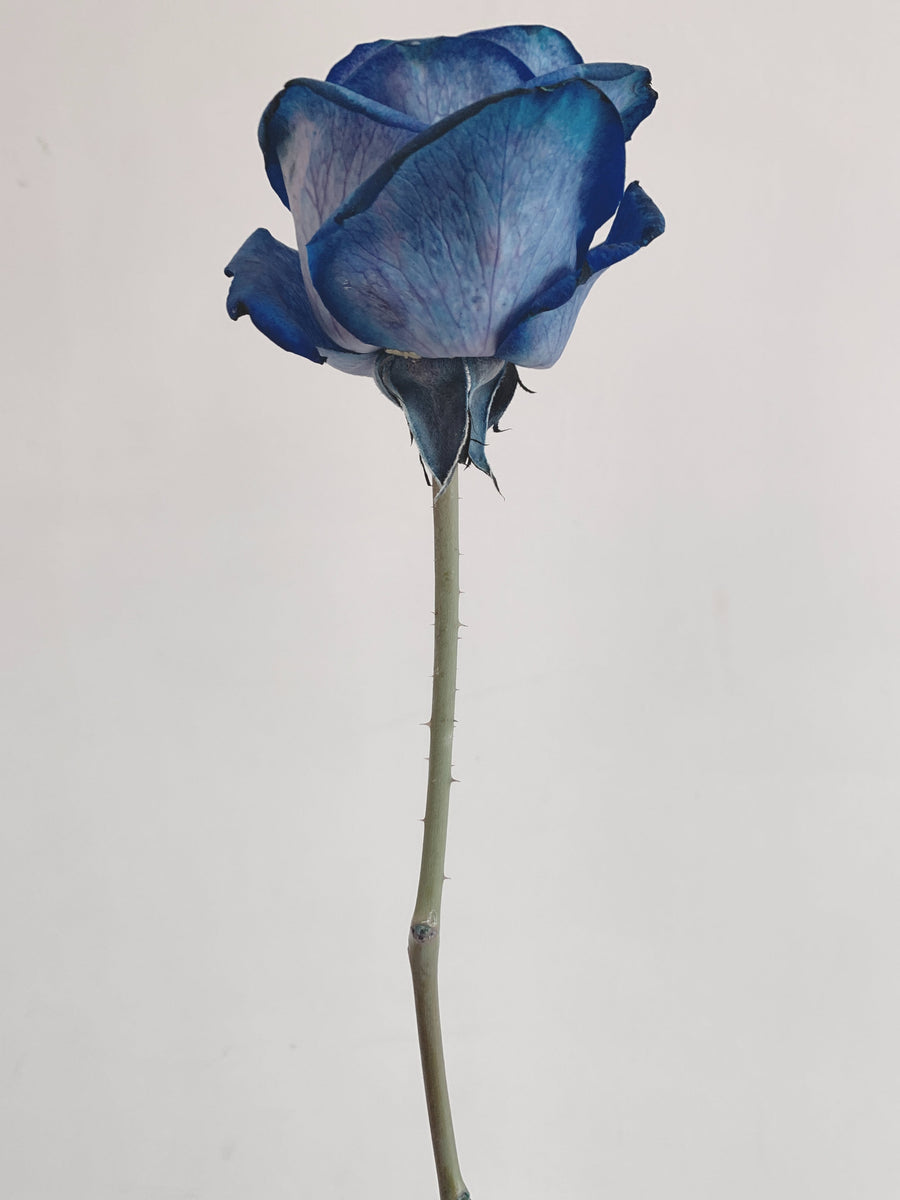 Blue Rose Bushes: Fact or Fiction? – Heirloom Roses
