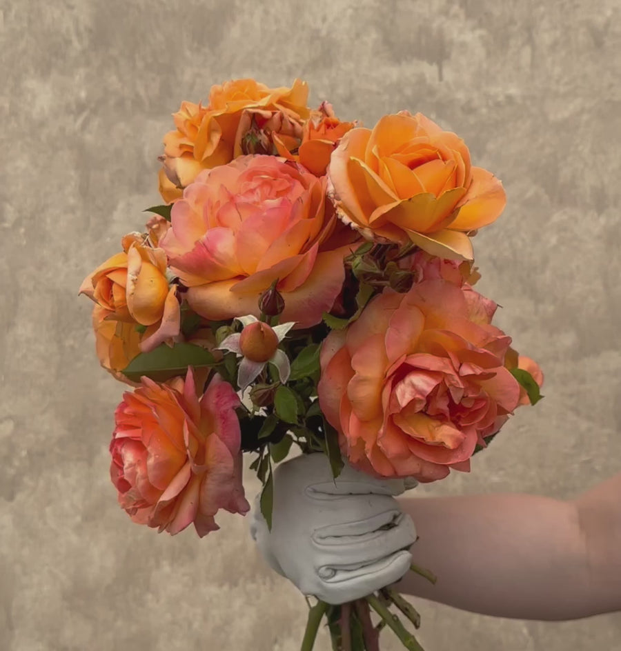 Tangerine Skies™ – Heirloom Roses