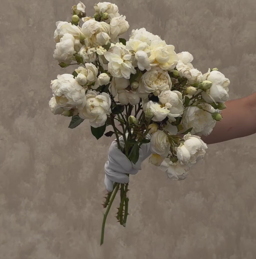 Perpetually Yours Rose - English Legend - Moderately Fragrant ...