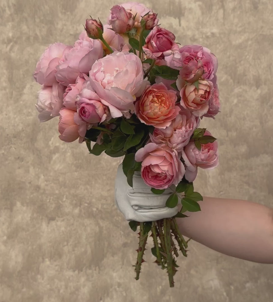 April Love Rose - Shrub - Exceptionally Fragrant – Heirloom Roses